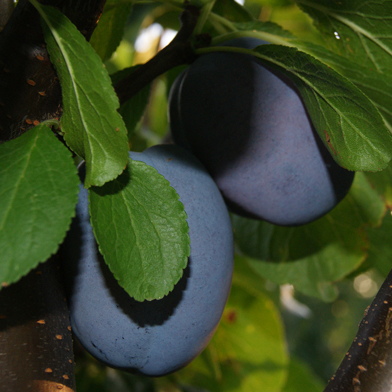 Haganta – MaVera Fruit Gospodarstwo Sadownicze Chylak